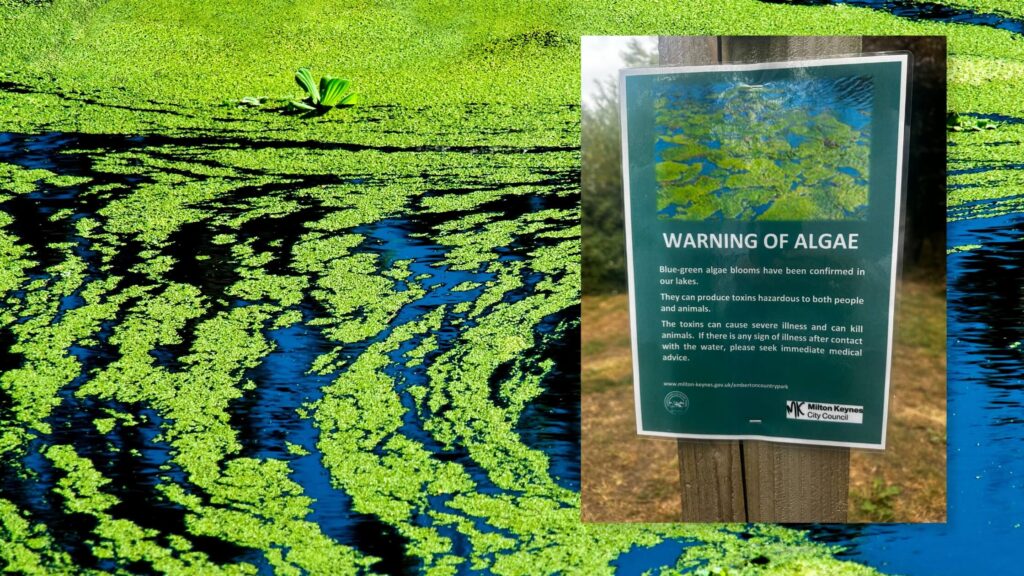 Blue-Green Algae in Local Parks & Lakes